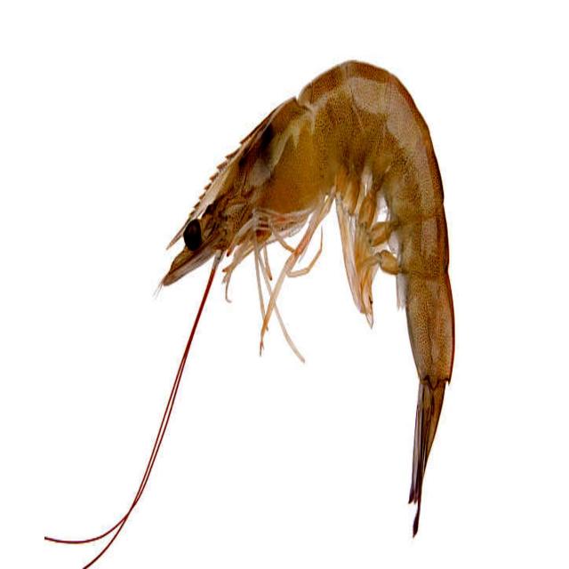 Shrimp Segment Instance Segmentation Model By Shrimp