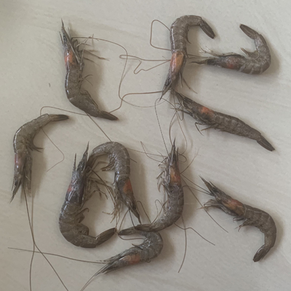 Shrimp Detect Object Detection Dataset By Shrimp