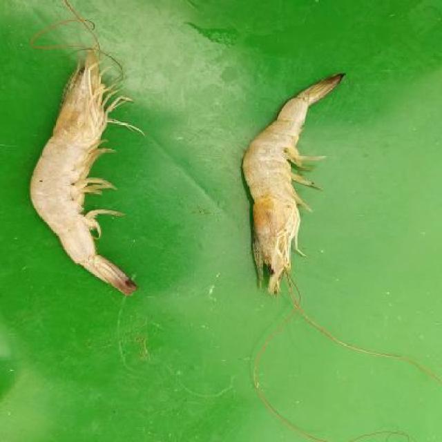 Shrimp Object Detection Dataset By Shrimp