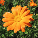 flowers models colors Object Detection Dataset and Pre-Trained Model by ...