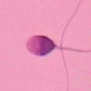 visem Object Detection Model by test