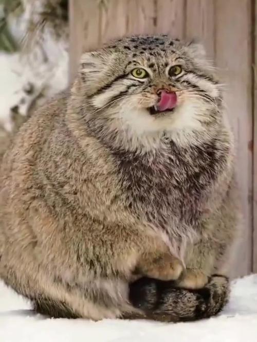 cat classification Object Detection Dataset by cat