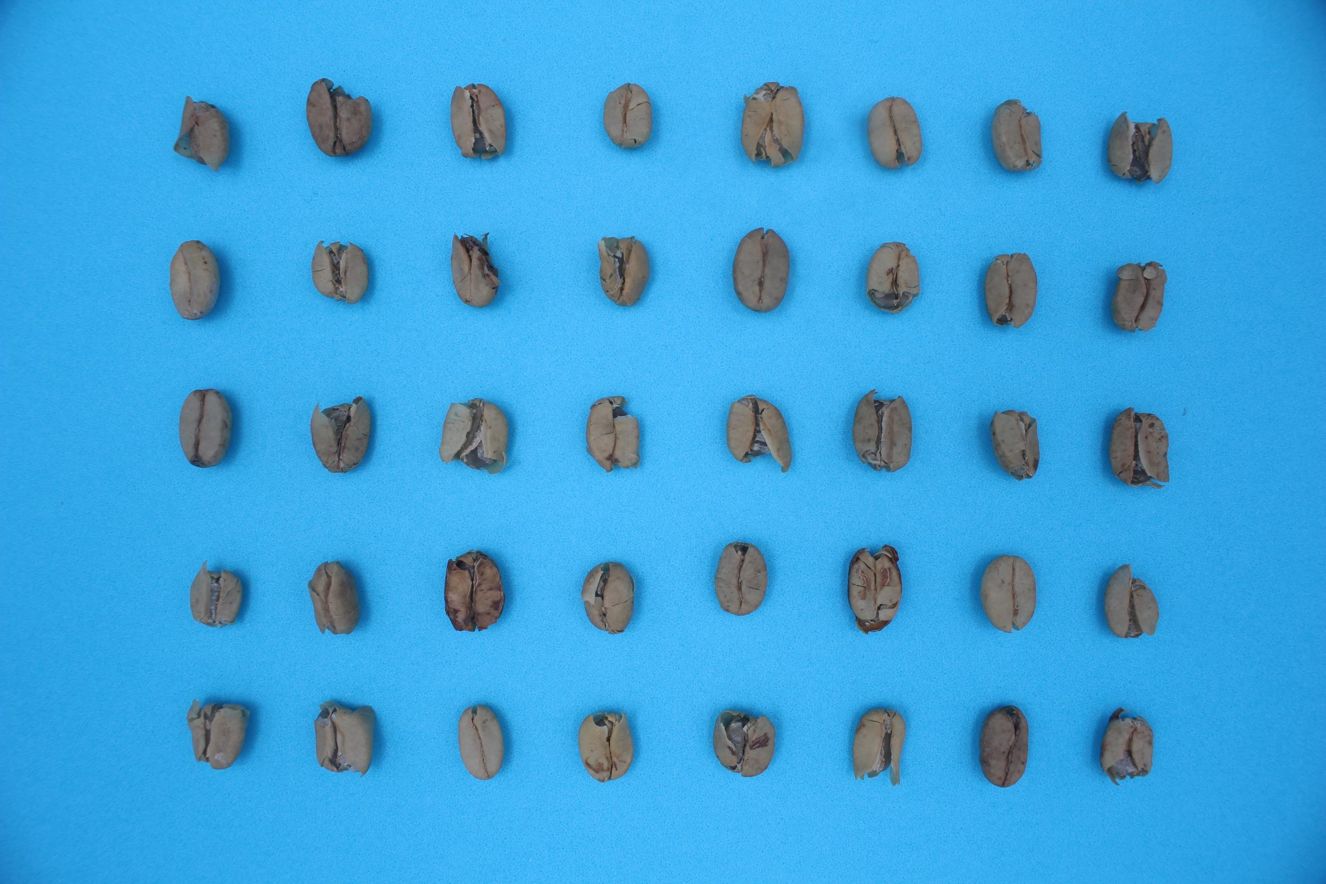 Defect-greenbeans-coffee Object Detection Dataset by Percobaan1