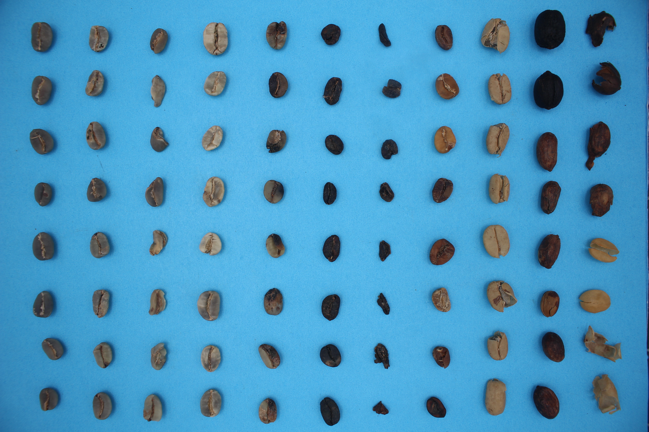 Green-Beans-Coffee Object Detection Dataset by Percobaan1