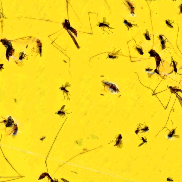 thrips_all Object Detection Dataset by scale insect