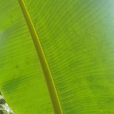 banana Object Detection Model by WORKSPACE