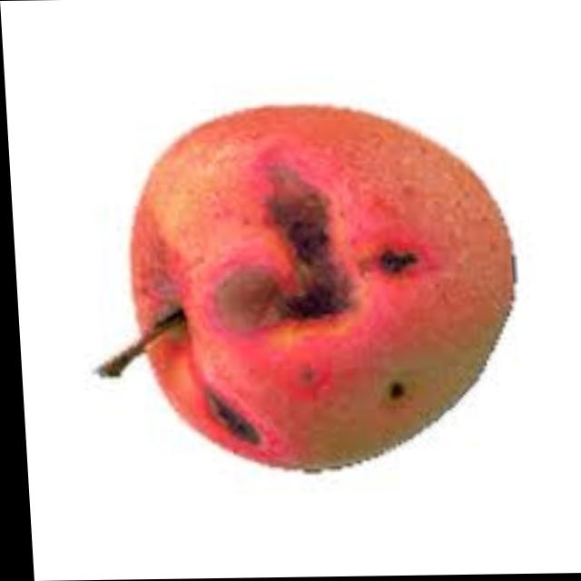 new fruit grading Instance Segmentation Dataset by WORKSPACE