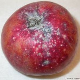 blemish fruit Object Detection Dataset and Pre-Trained Model by WORKSPACE