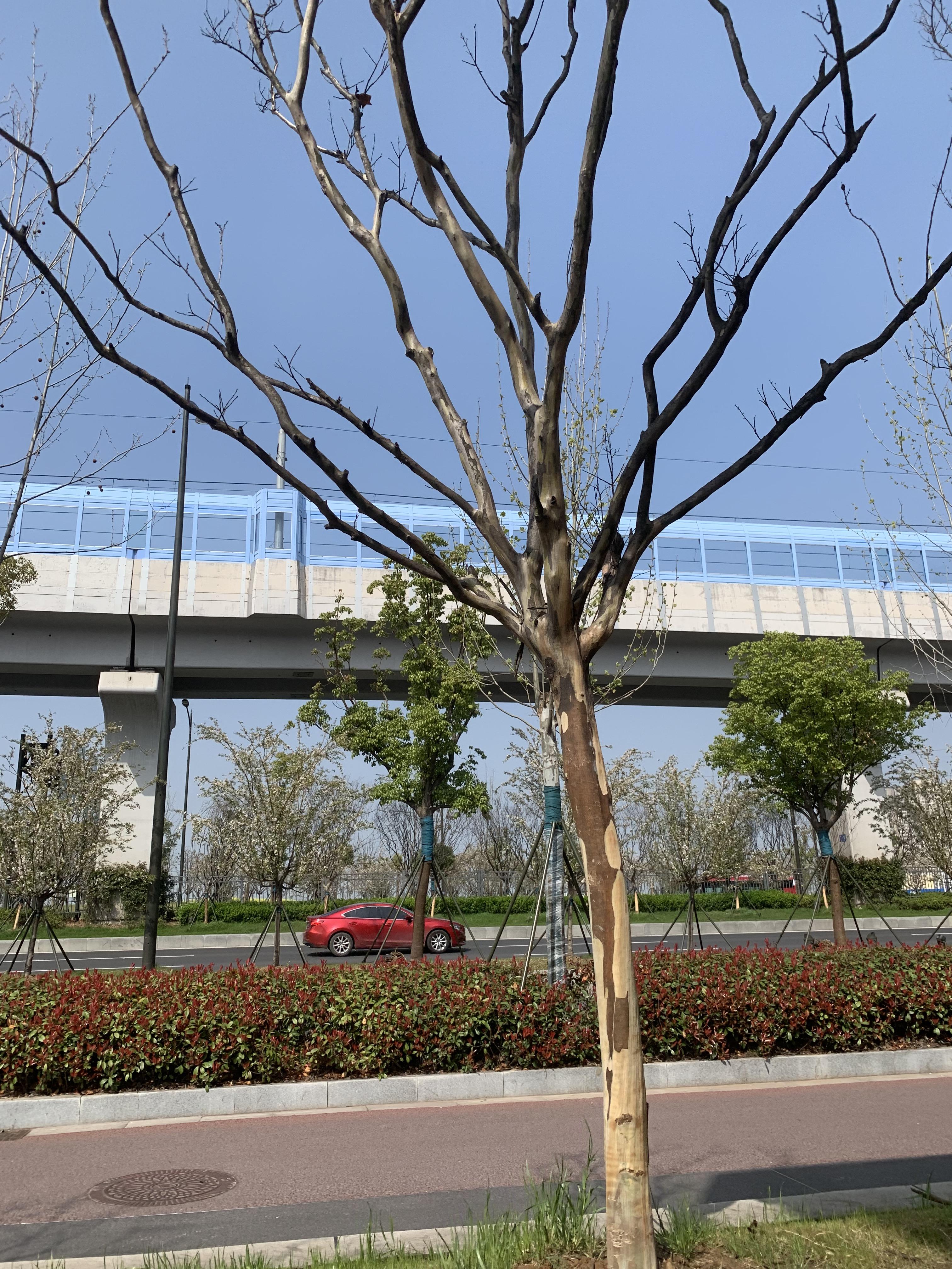 Branch Detection To Perching Object Detection Dataset And Pre Trained