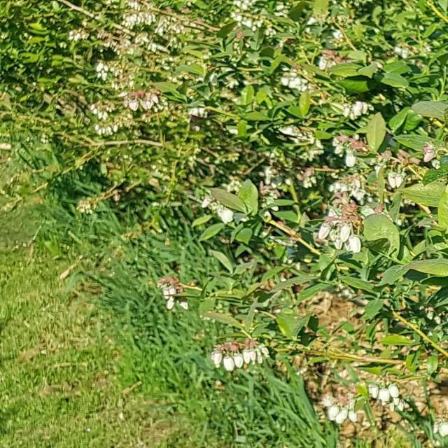 Blueberry Pollinator Object Detection Dataset and Pre-Trained Model by ...