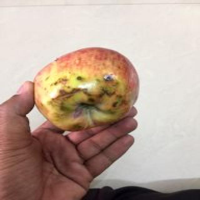 My First Project Object Detection Dataset and Pre-Trained Model by MY FYP