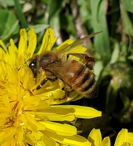 bee-entir Keypoint Detection Dataset by pcs