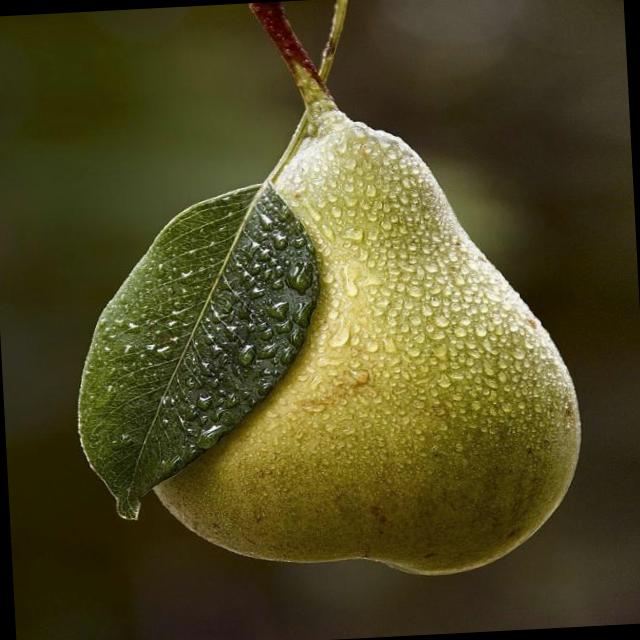 fresh pear Object Detection Dataset by waleed anis