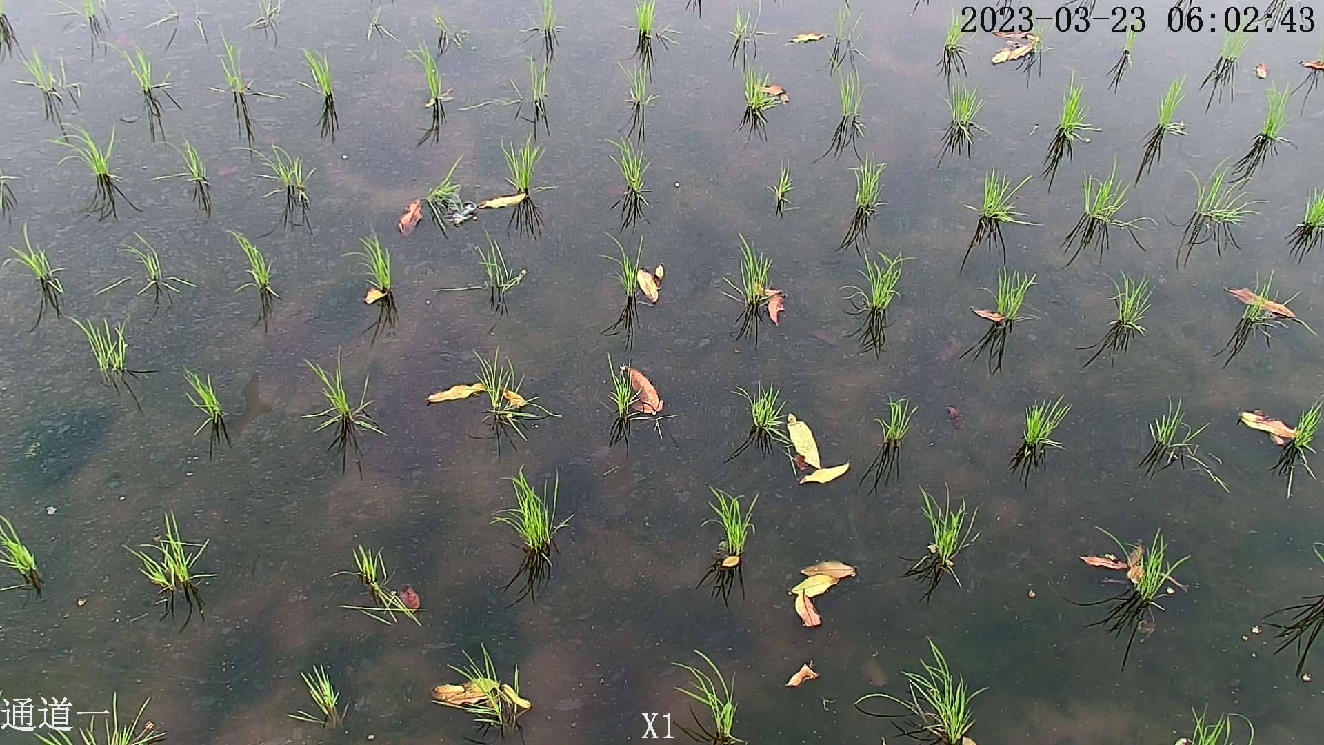 body Instance Segmentation Dataset by project-fzcij