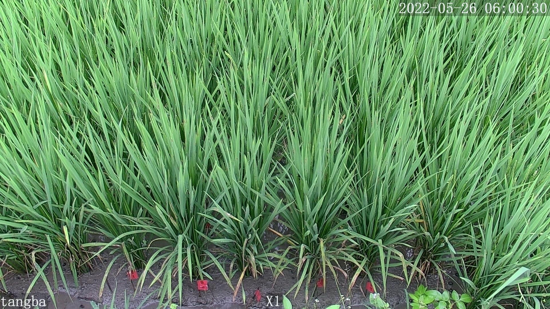 rice_panicle Object Detection Dataset by project-fzcij