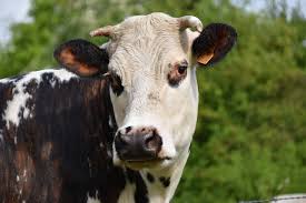 cows Object Detection Model by zeli