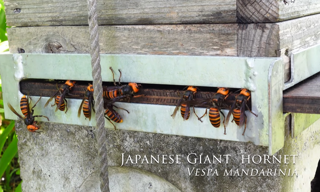 How to Use the unity Object Detection API