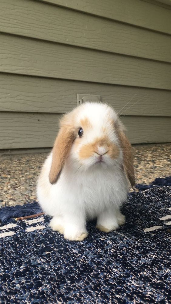 Rabbit Object Detection Dataset by Practicas