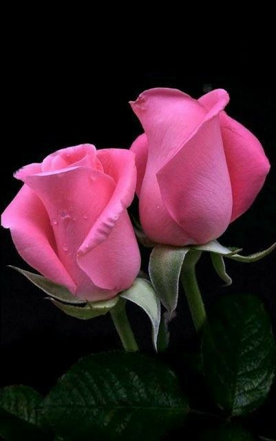 Rose Object Detection Dataset by Practicas