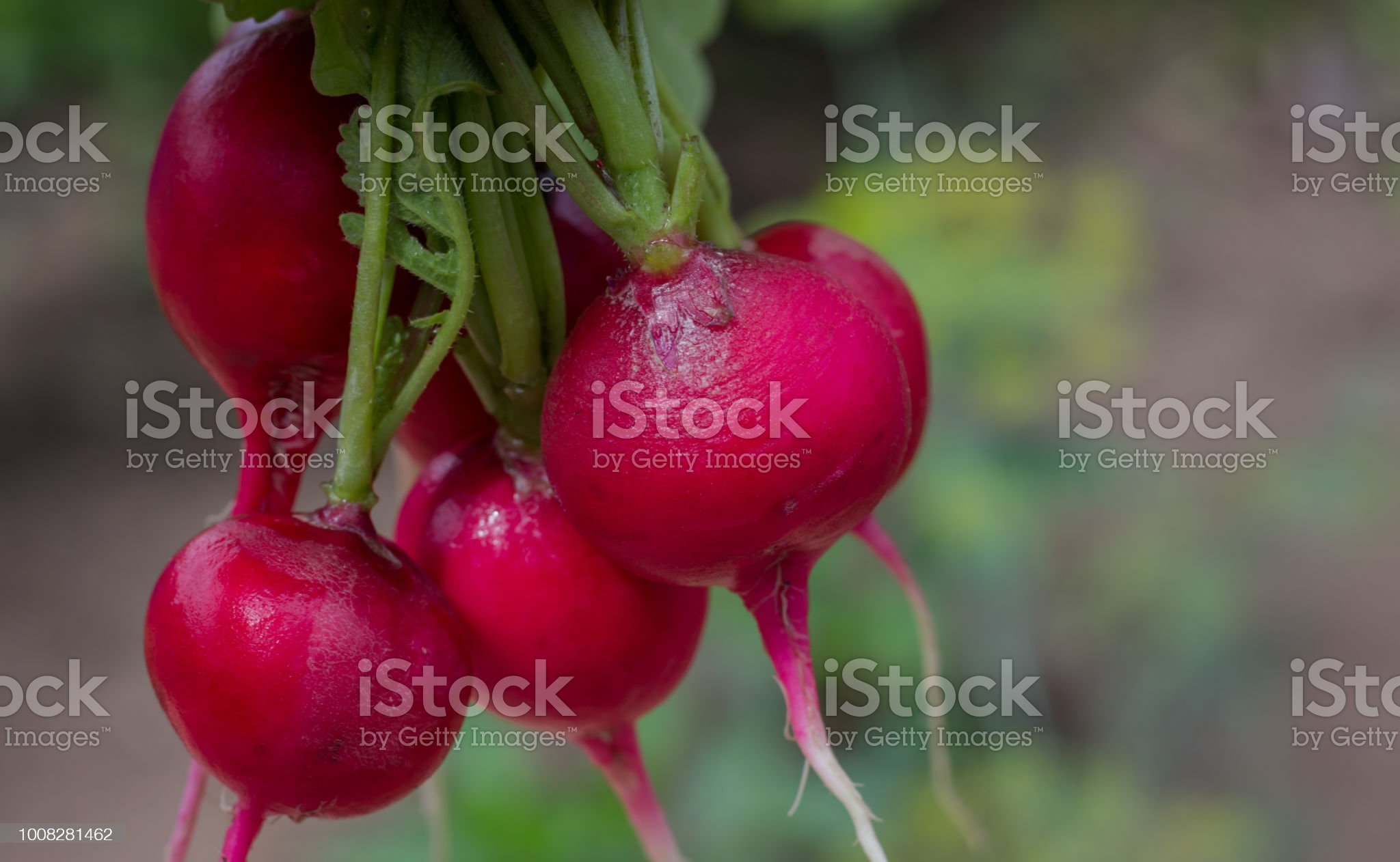 Radish Object Detection Dataset by Practicas