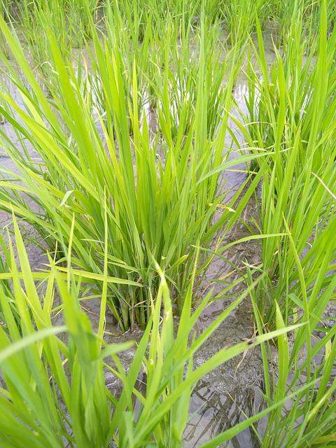 LDL Paddy Classification Test Classification Model by final ldl workspace