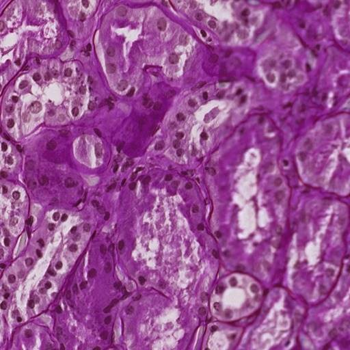 Microscopy Cell Segmentation Instance Segmentation Model by Sitcon