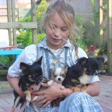 Stanford Dogs Dataset-dog breed Object Detection Dataset by Iliescu ...