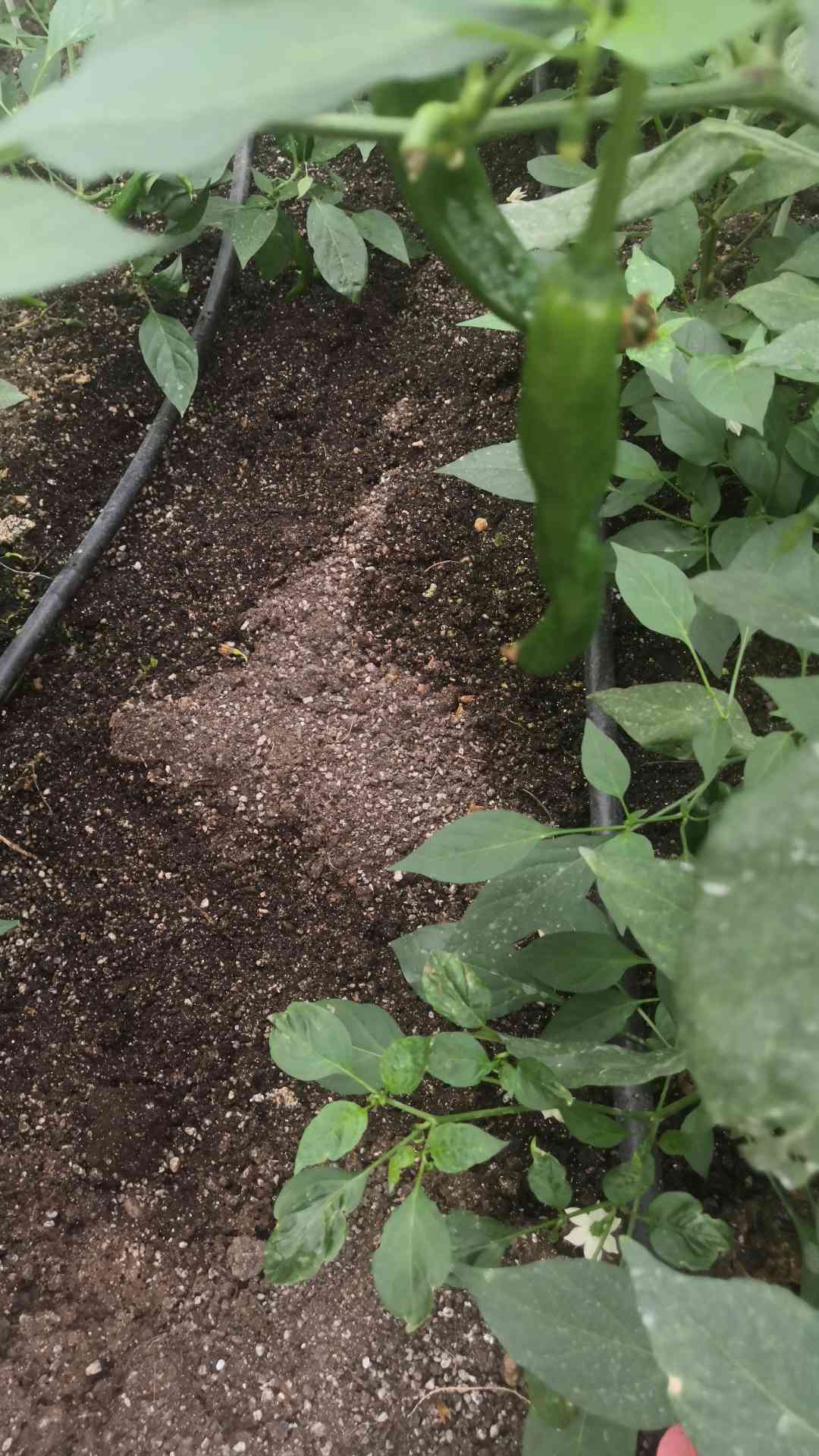 pepper Object Detection Dataset by ME