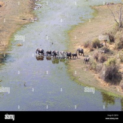 auto-generated-dataset-elephant Instance Segmentation Dataset by NeuralNets