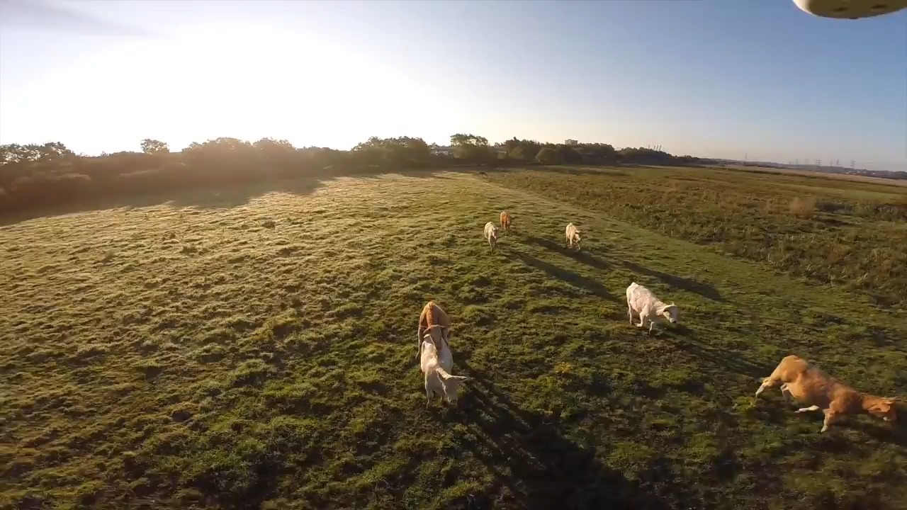 Farm Animals Object Detection Model by YoloV7