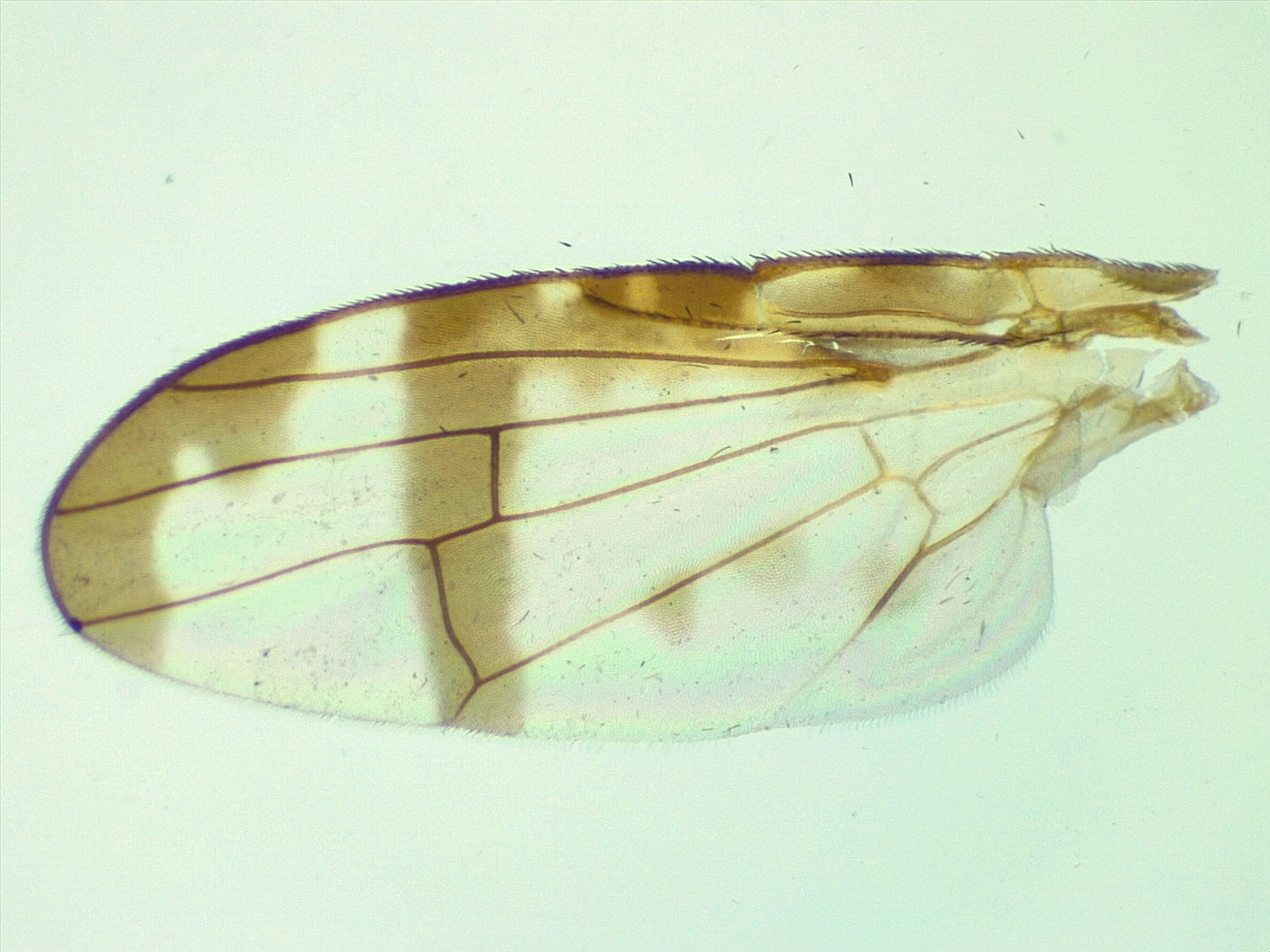 DIPTERA - TEPHRITIDAE Object Detection Dataset by Vijendra DIPTERA