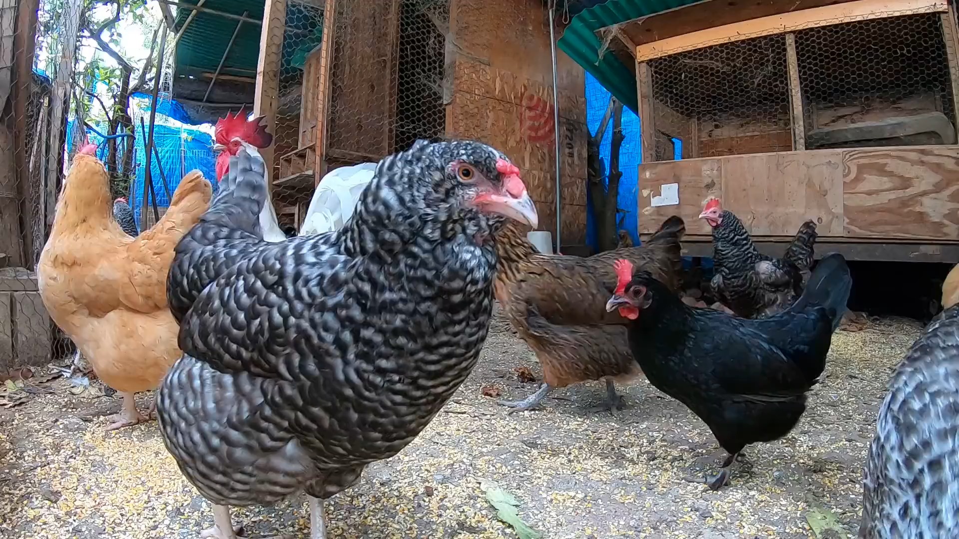 Chicken Behavior Detection Within Real Time Object Detection Dataset And Pre Trained Model By