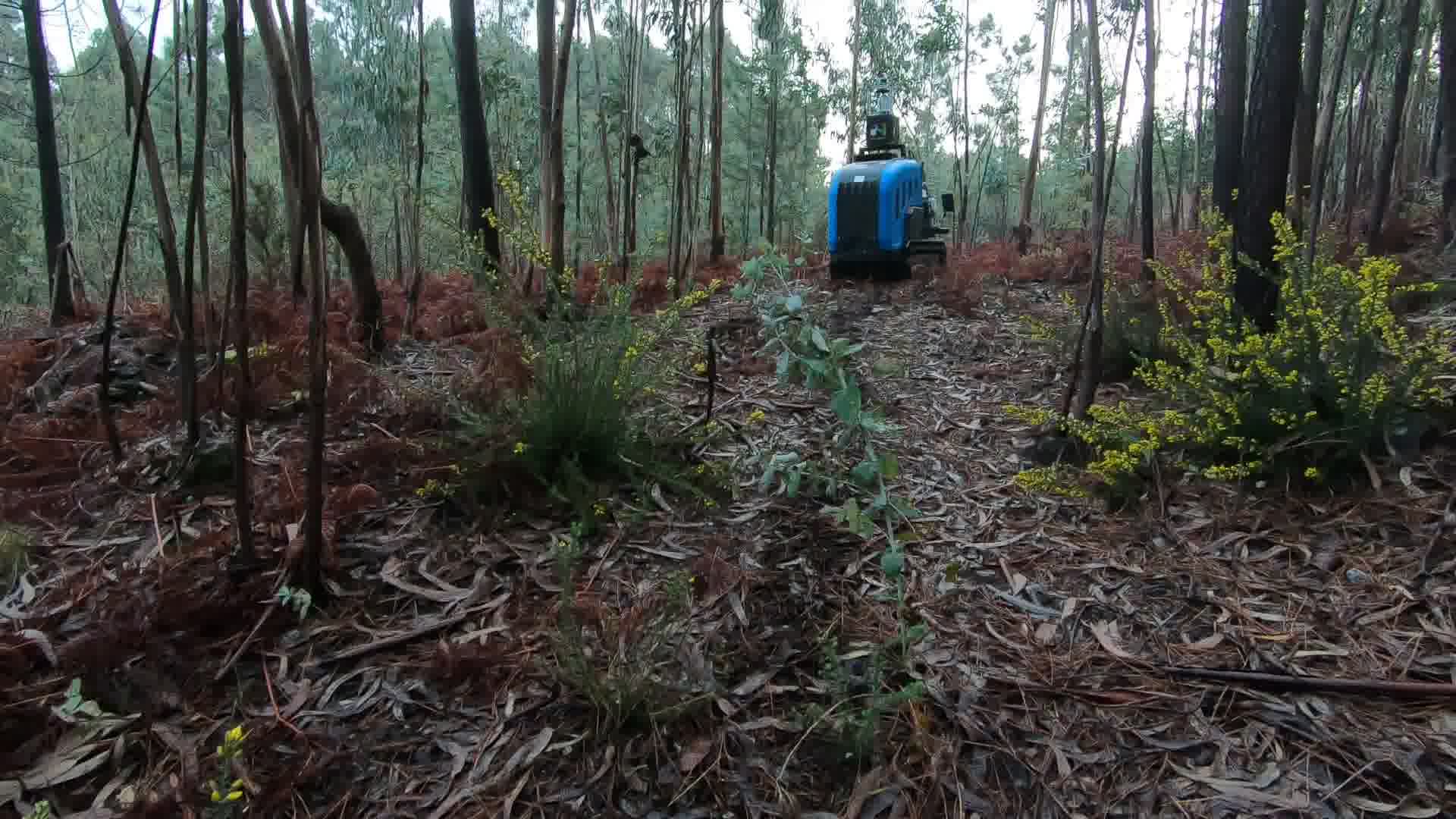 YOLO Tree Dataset Object Detection Dataset by Tree trunk det