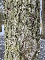 Tree trunk det - Roboflow Universe