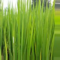 Rice Disease Detection1 Object Detection Model by Rice Disease Detection