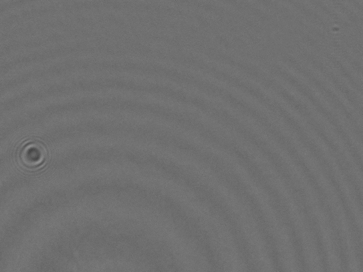 Synthetic Ecoli Object Detection Dataset By Lei Feng