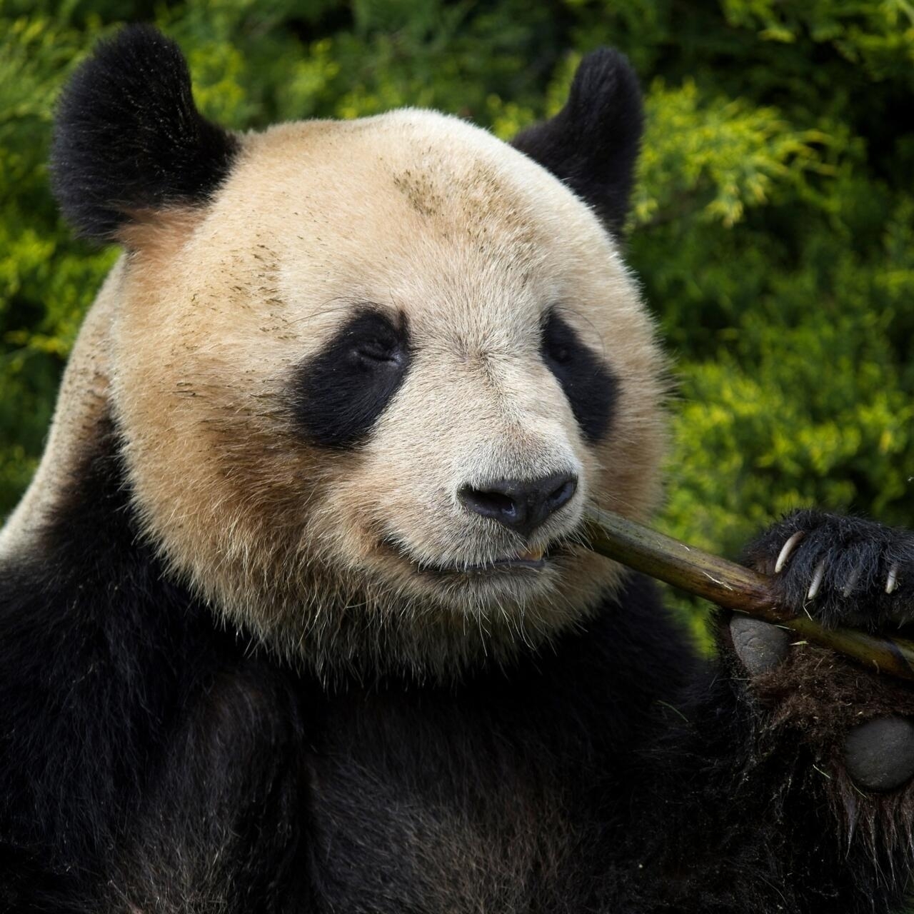 panda Object Detection Model by Awarri1