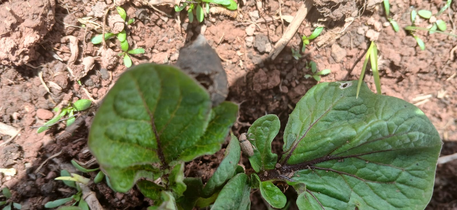 gorgojo_new Object Detection Model by healthyplant