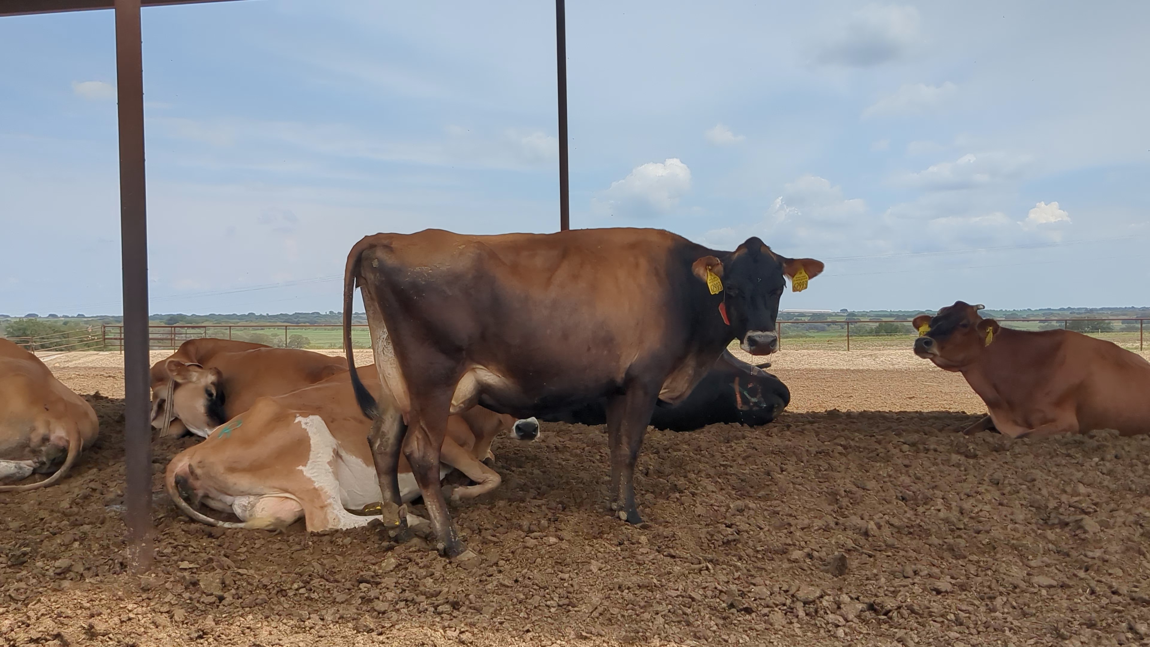 Calllte New Object Detection Dataset And Pre Trained Model By Cows