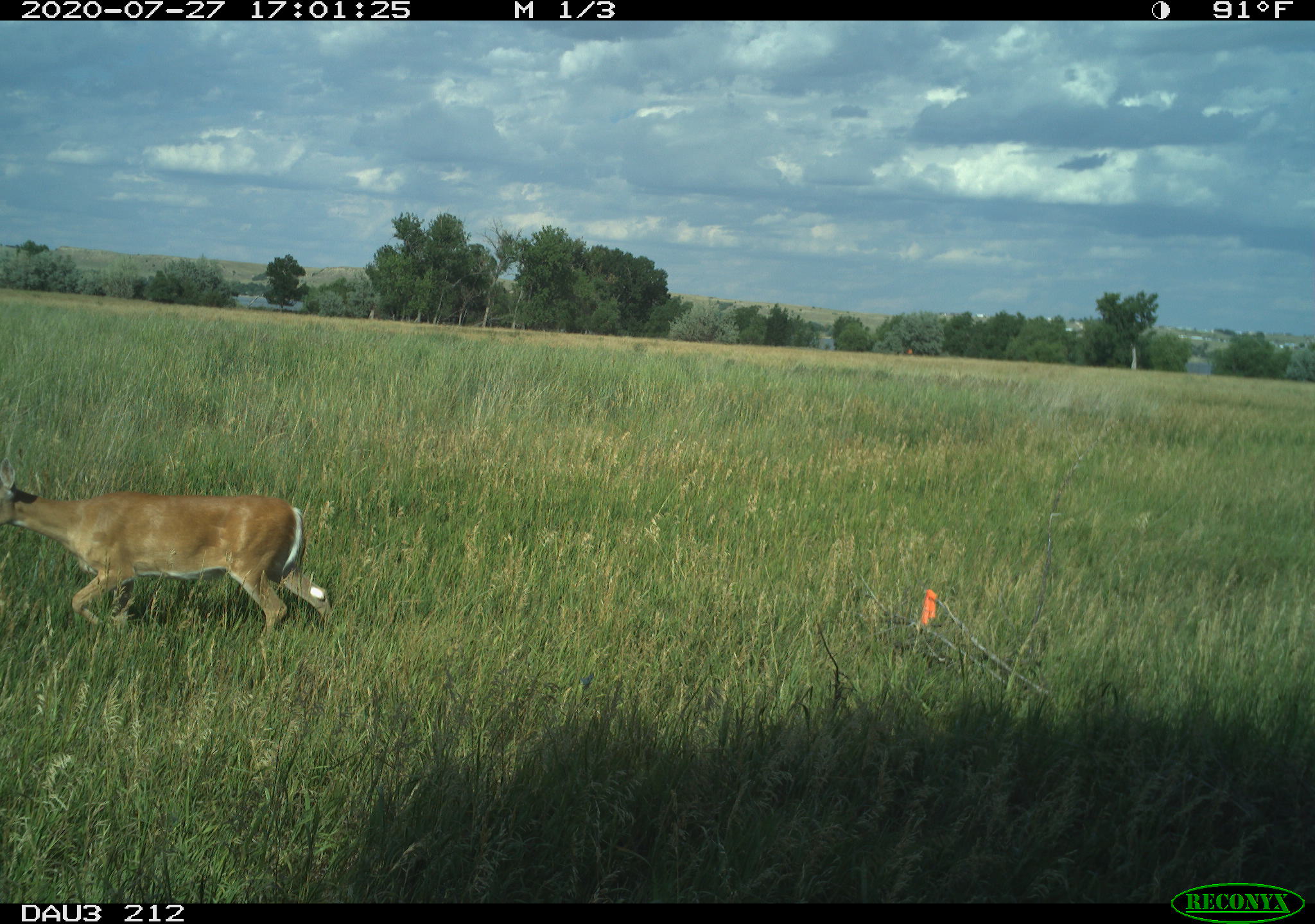WTDeer Object Detection Dataset by Animals