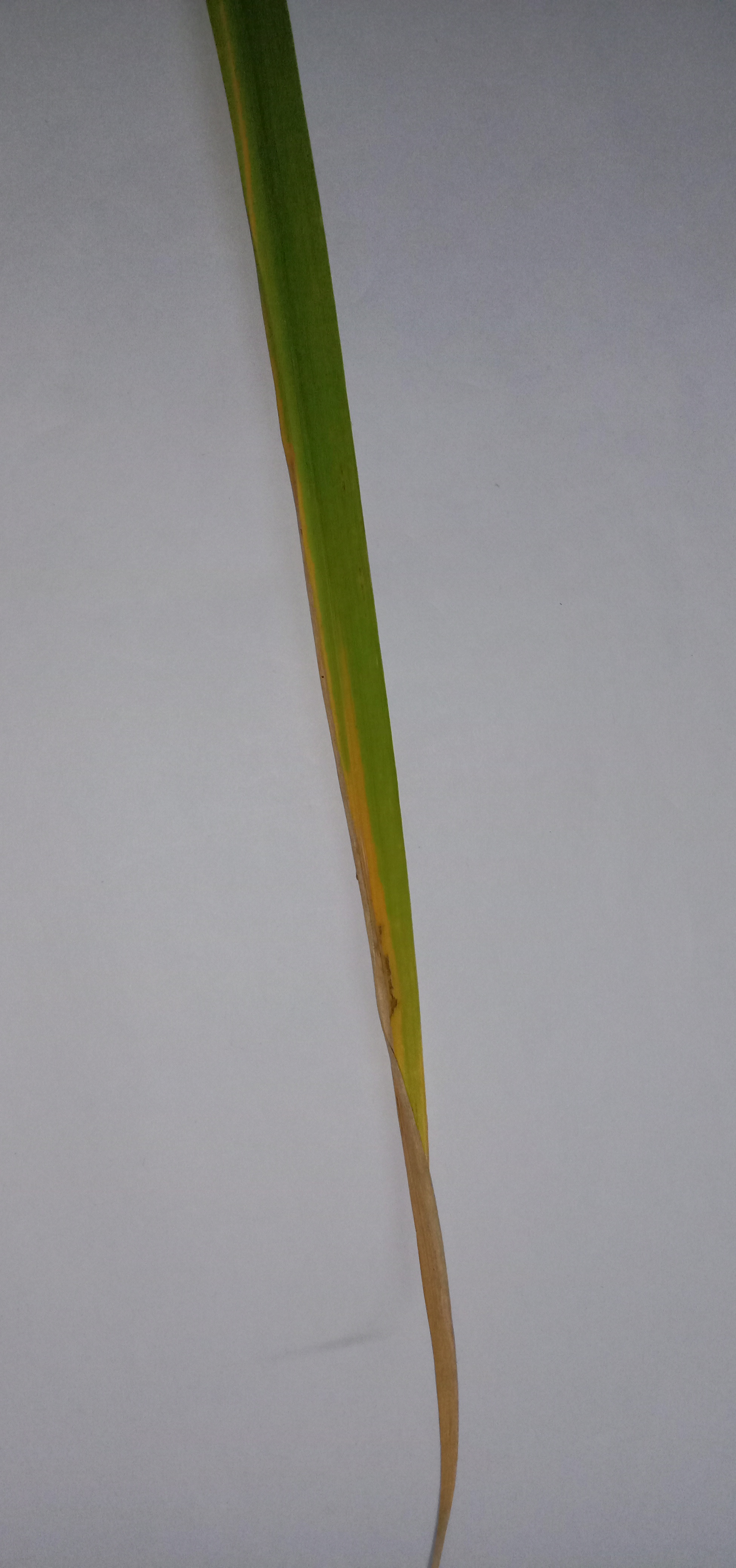 Rice Tungro Instance Segmentation Dataset by shumni