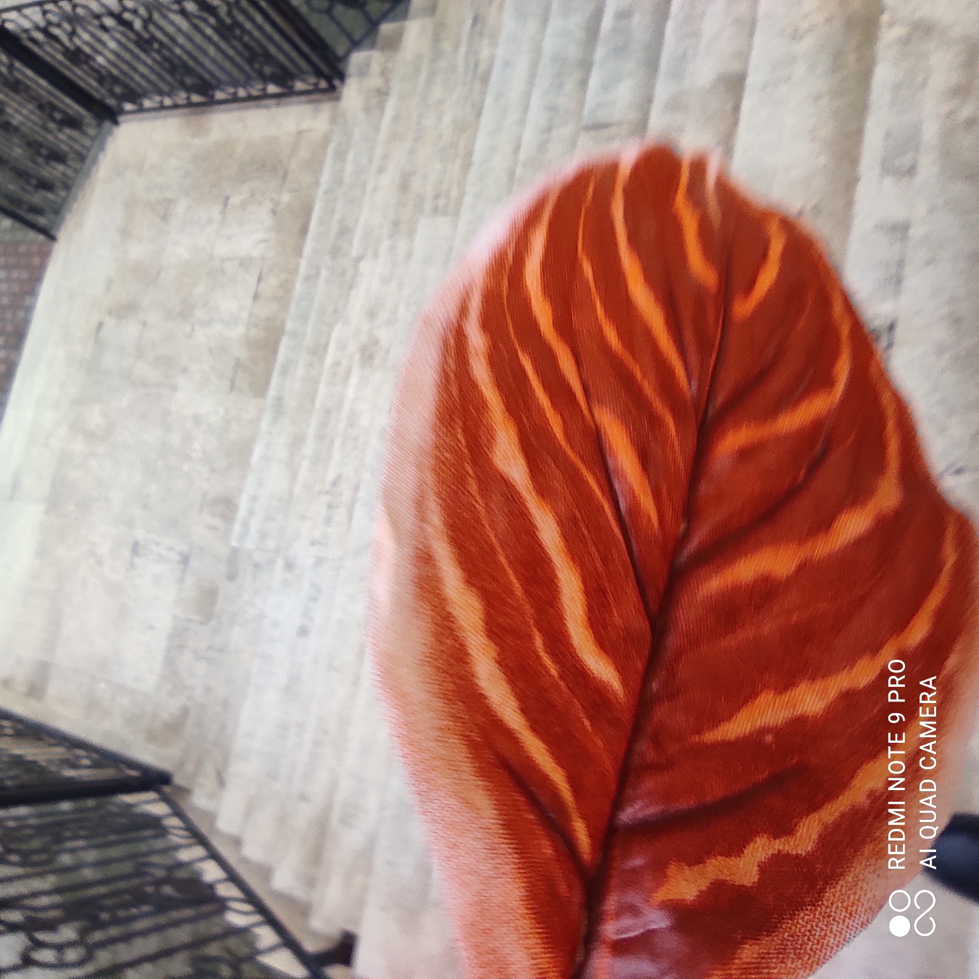 Bitki Object Detection Dataset And Pre Trained Model By Cahide