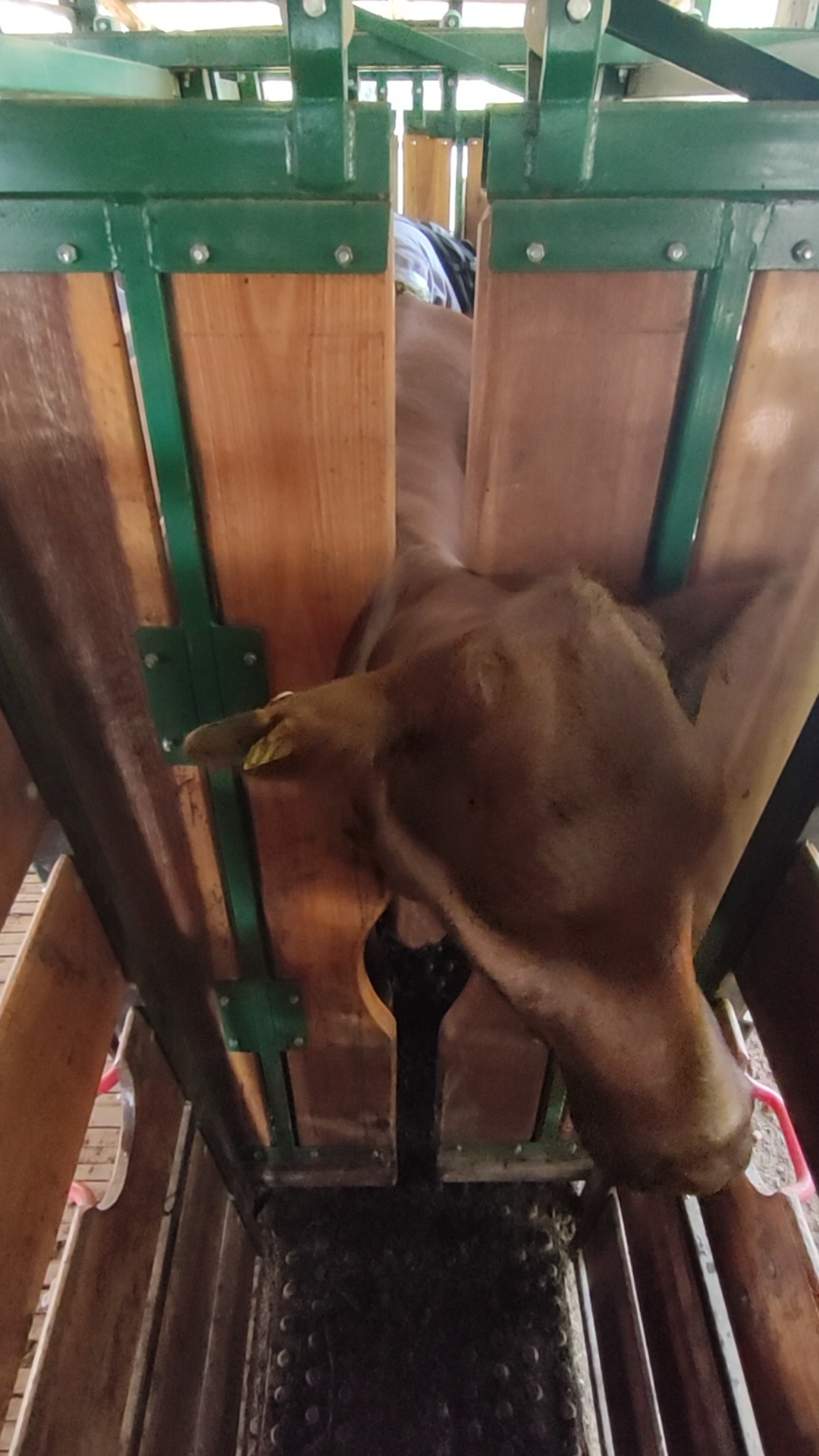 Cattle Face Detection Object Detection Dataset By Universidade Federal
