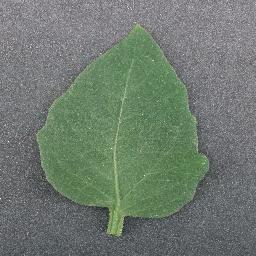 Tomato Leaf Instance Segmentation Dataset by Liquid 72 Workspace