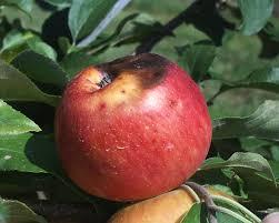 apple Object Detection Model by NTNU