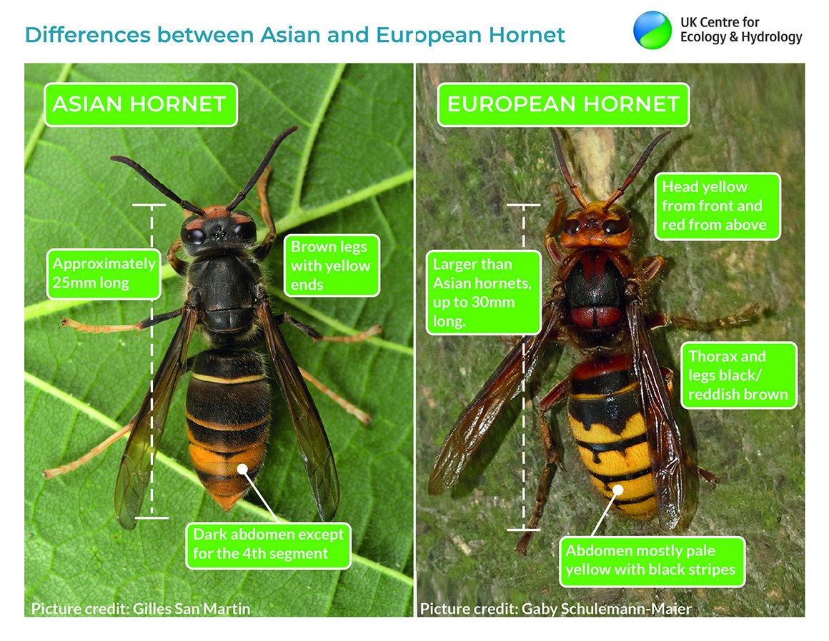asian hornet Object Detection Model by drew