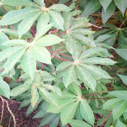 sanguire - Roboflow Universe