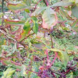 plante-manioc Object Detection Dataset by sanguire