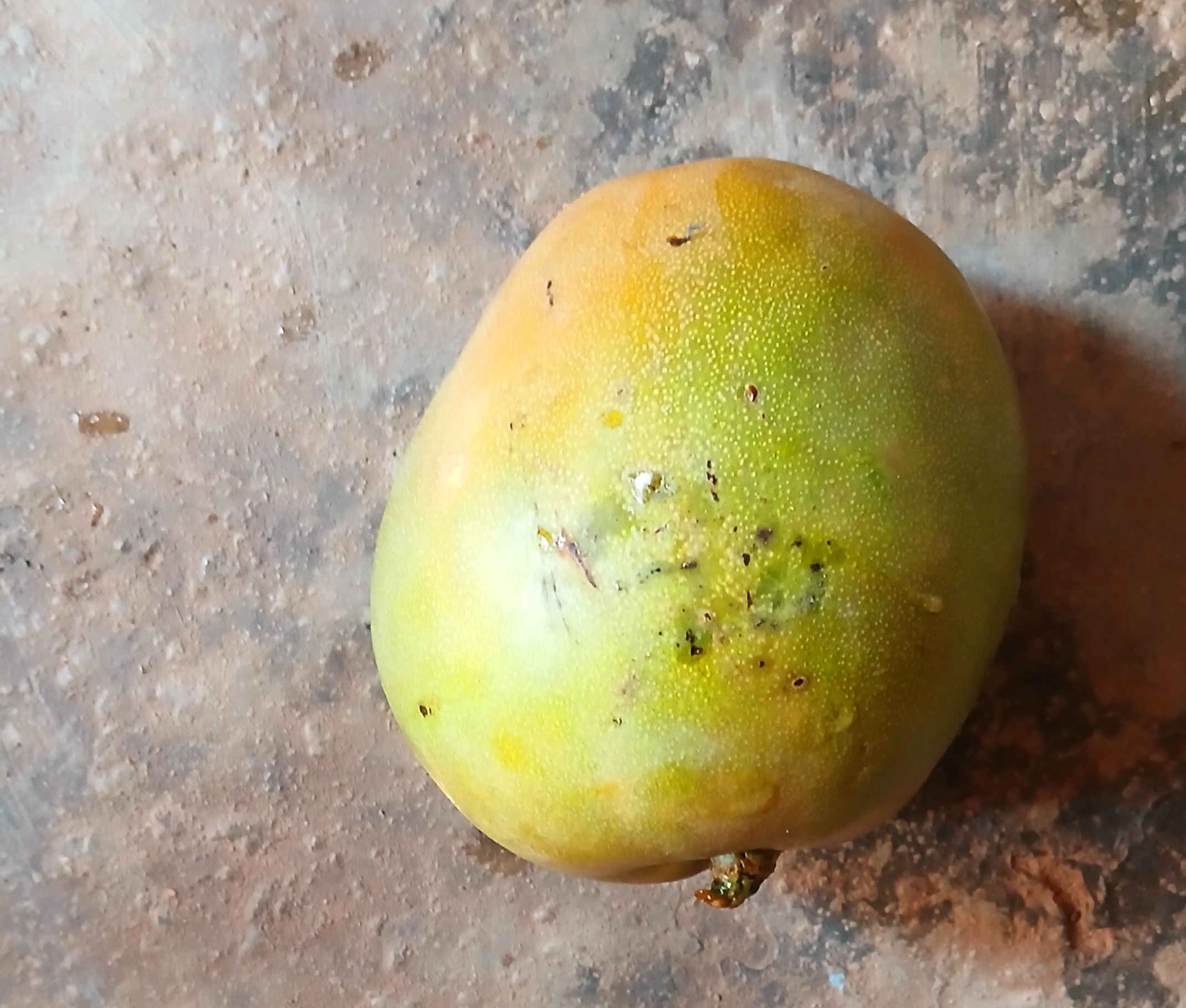 DetectionVarieteMan Object Detection Dataset by sanguire