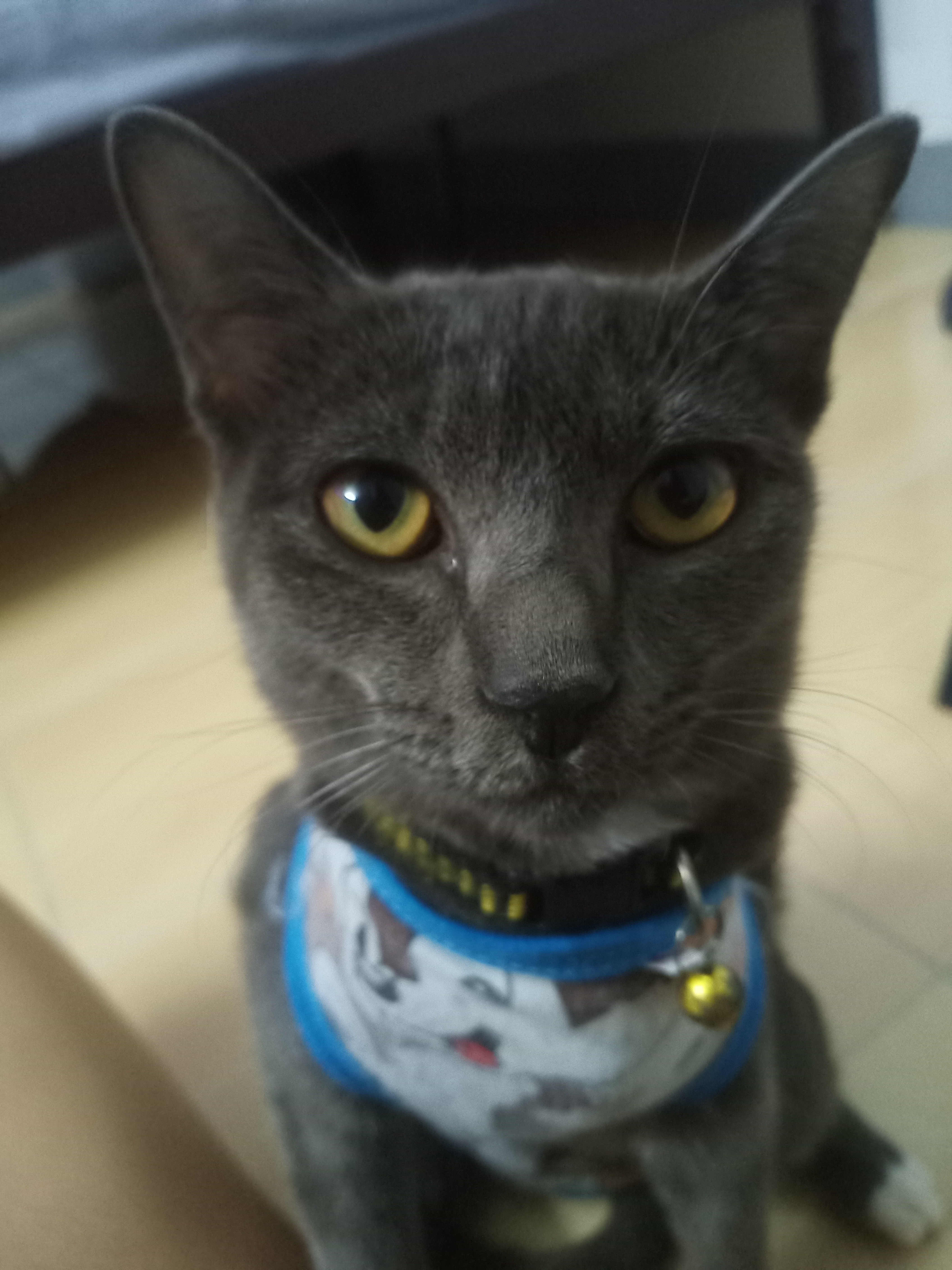 cat v2 Object Detection Dataset by AOM
